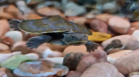 Australian fitzroy river turtle - Kinds of animals