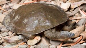 Australian fitzroy river turtle - Kinds of animals