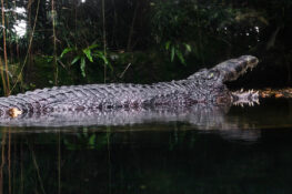 Australian fitzroy river turtle - Kinds of animals