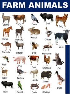 What animals are on a farm? - Kinds of animals